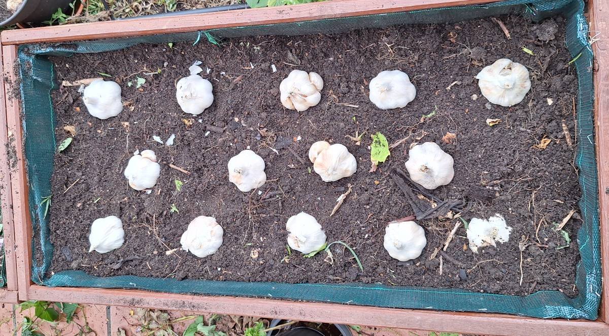 Cultivo de Ajetes